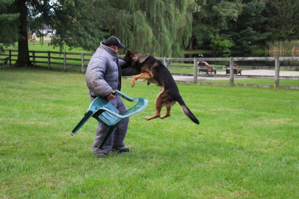 EliteProtectionDogs – Family & Personal Protection Dogs for Sale