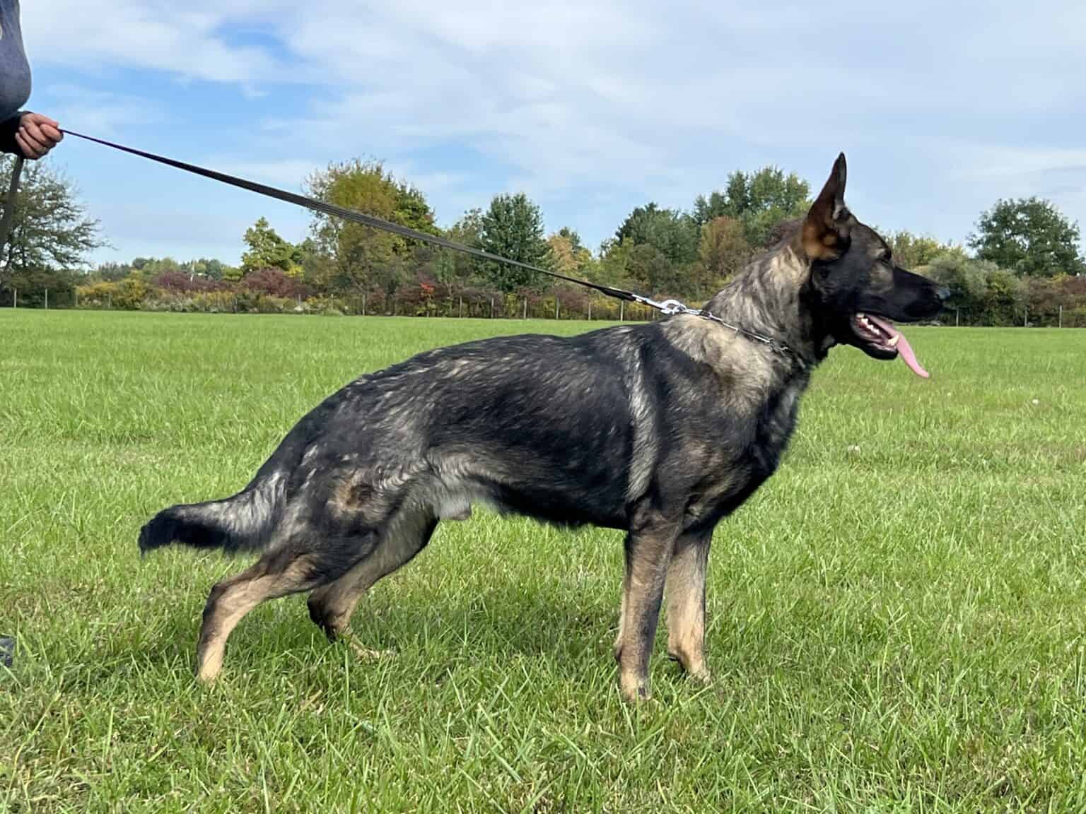 EliteProtectionDogs – High Caliber Personal Protection Dogs