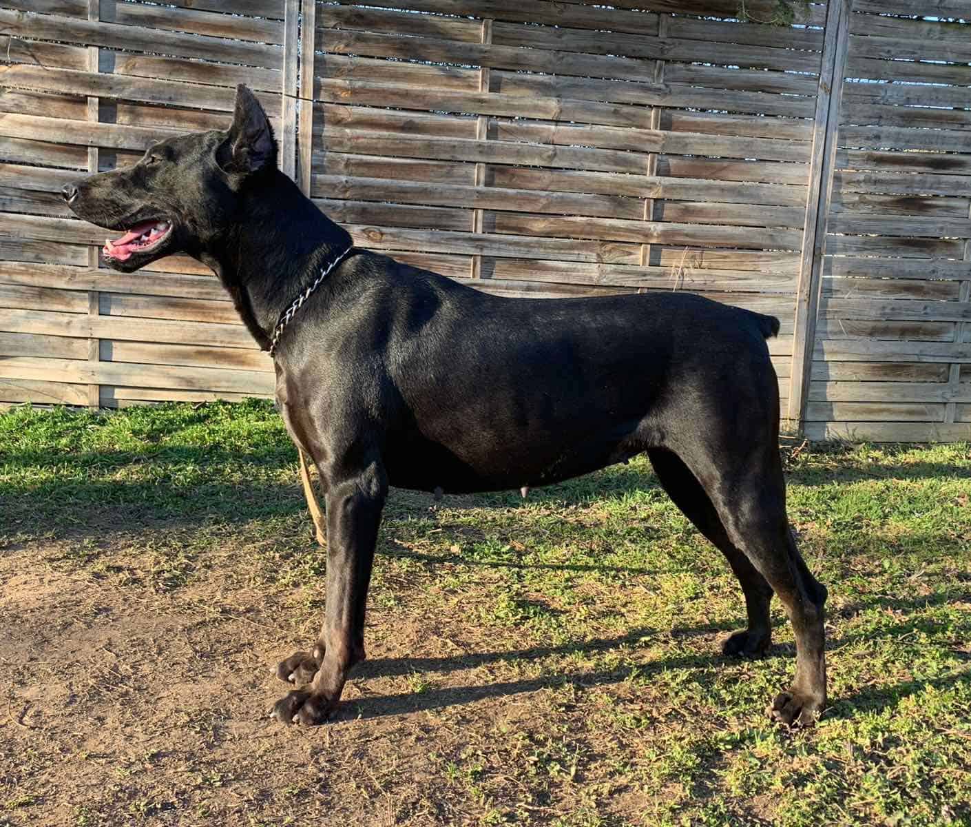 EliteProtectionDogs – High Caliber Personal Protection Dogs