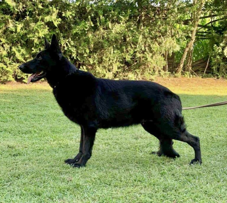 EliteProtectionDogs – High Caliber Personal Protection Dogs