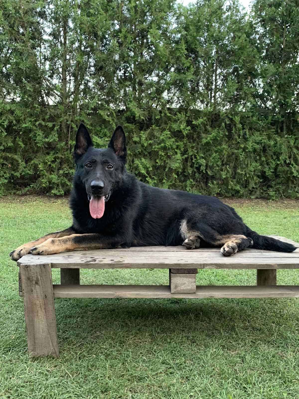 EliteProtectionDogs – High Caliber Personal Protection Dogs