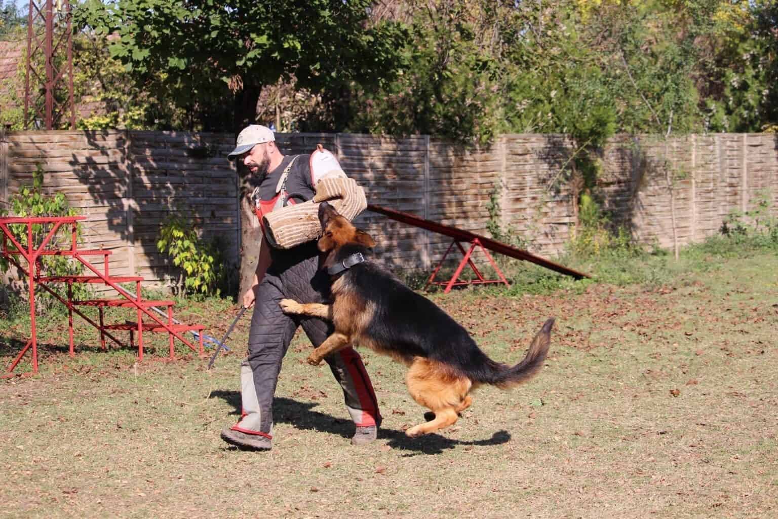 Meet Our Elite Protection Dogs in Action – Elite Protection Dogs