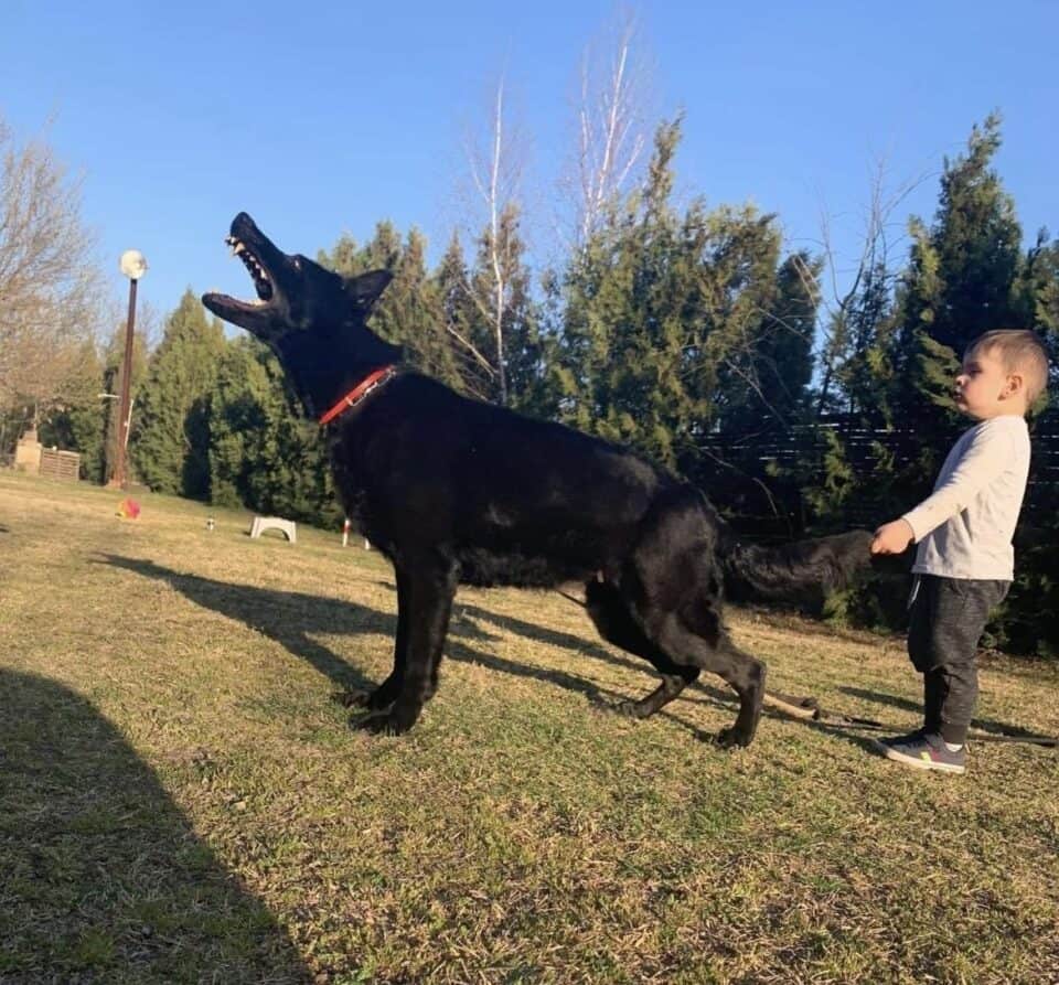 Meet Our Elite Protection Dogs in Action – Elite Protection Dogs