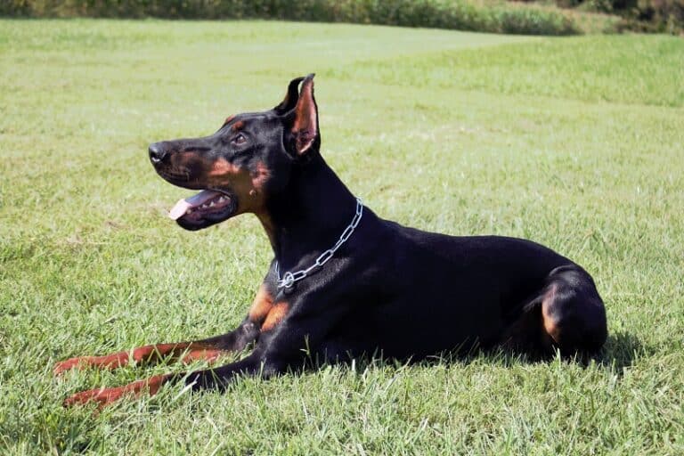 Dogs – Personal Protection Dogs For Sale – EliteProtectionDogs