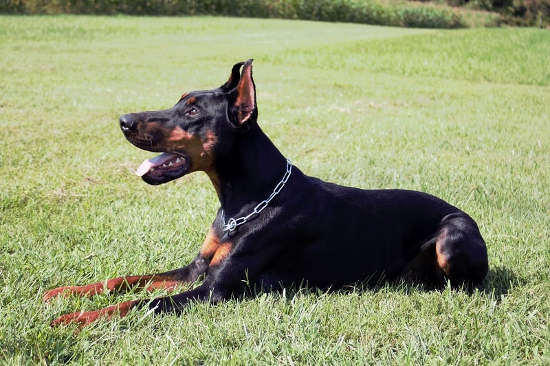 Dogs – Personal Protection Dogs For Sale – EliteProtectionDogs