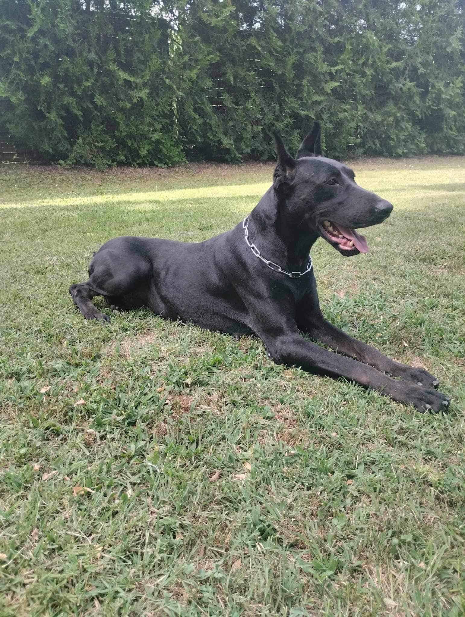 EliteProtectionDogs – High Caliber Personal Protection Dogs