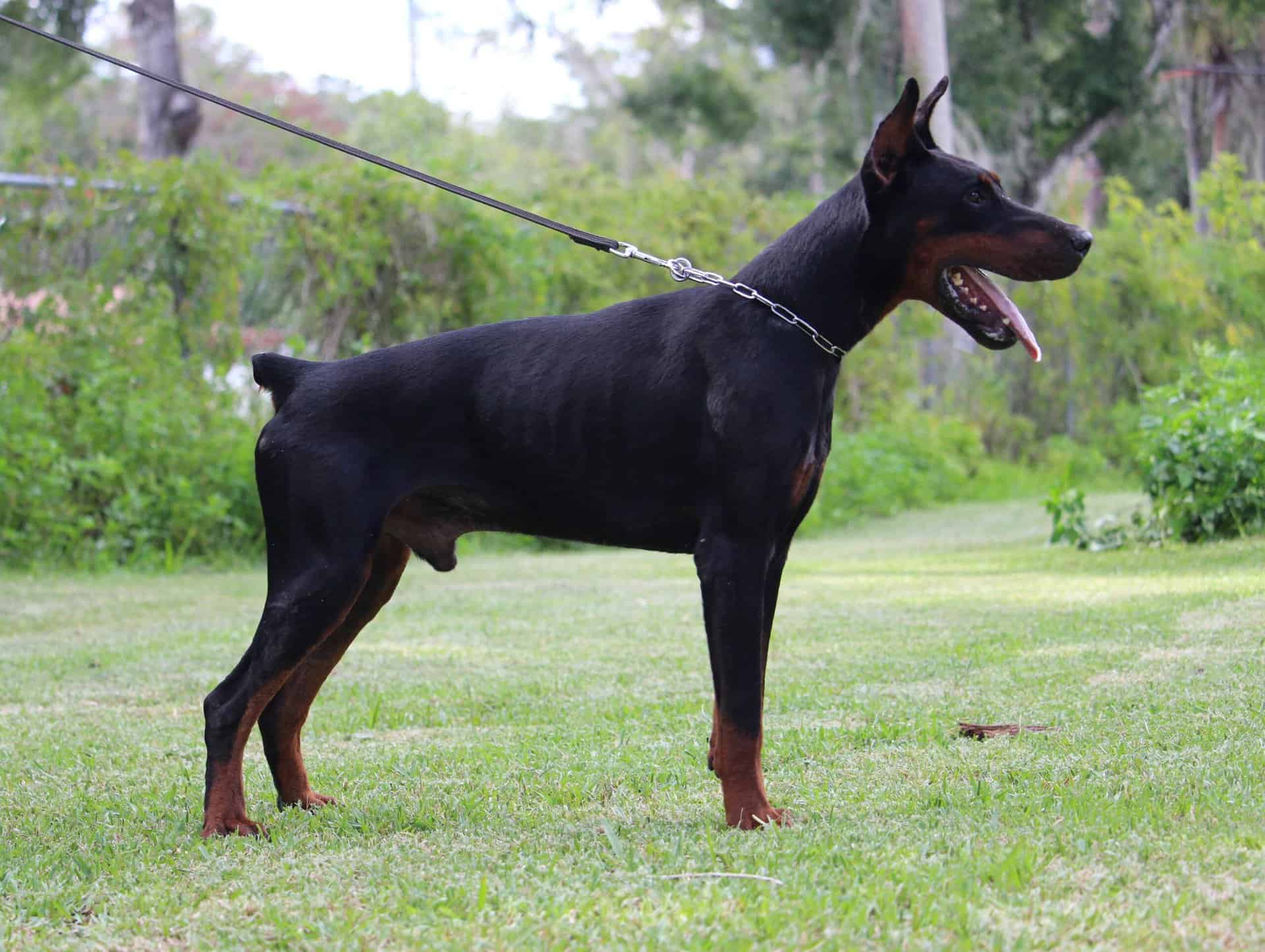 EliteProtectionDogs – Family & Personal Protection Dogs for Sale