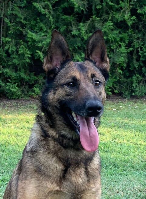 Dogs – Personal Protection Dogs For Sale – Elite Protection Dogs