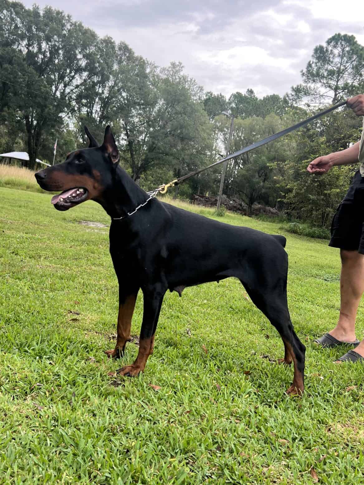 Dogs – Personal Protection Dogs For Sale – EliteProtectionDogs