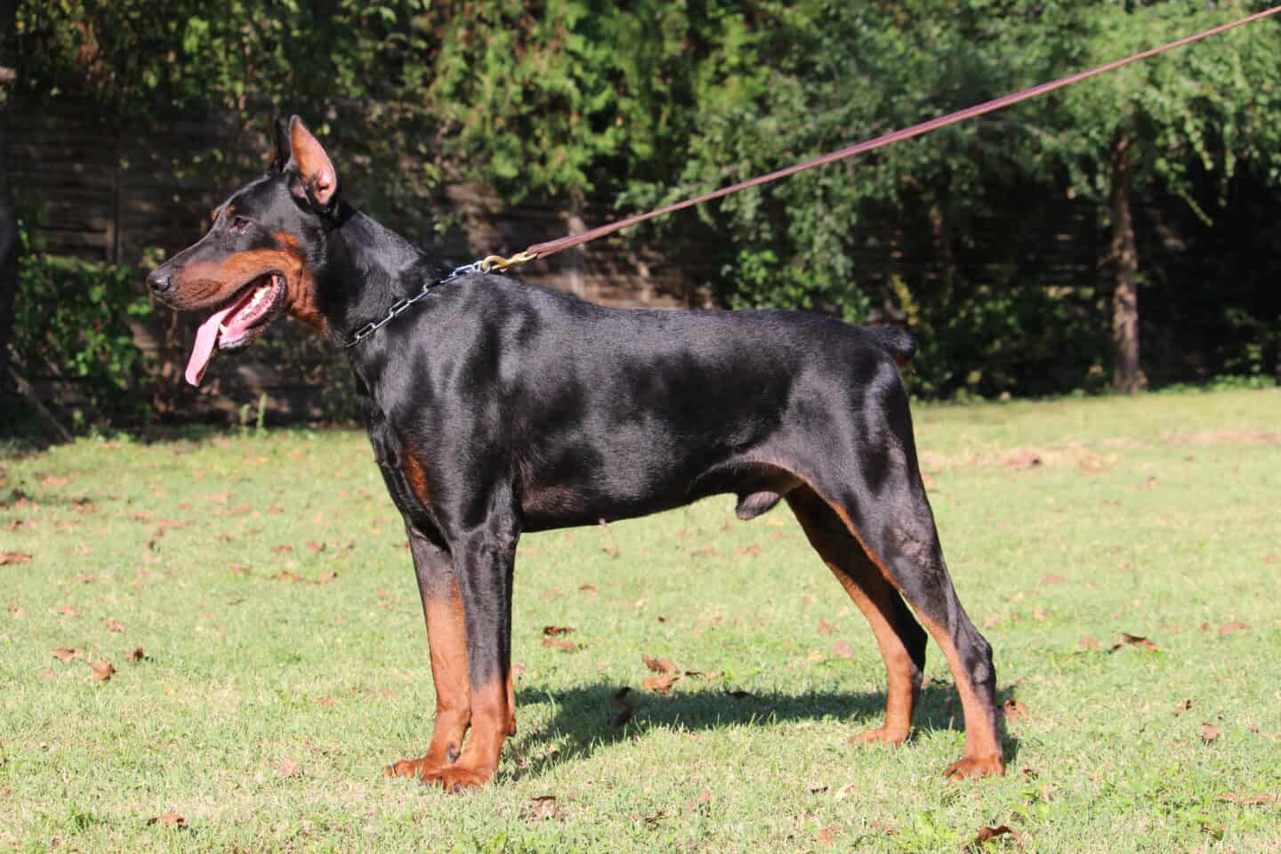 Dogs – Personal Protection Dogs For Sale – EliteProtectionDogs