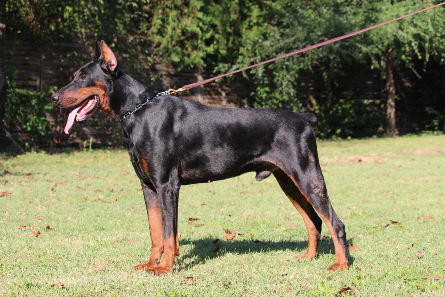 Dogs – Personal Protection Dogs For Sale – EliteProtectionDogs