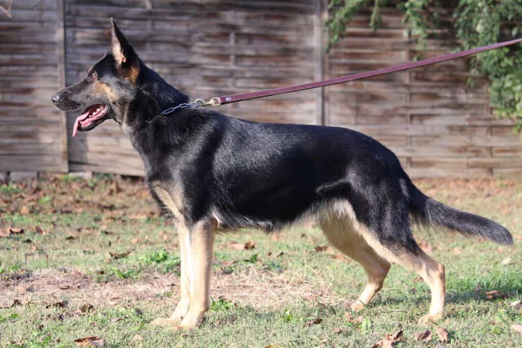 Wulk the ultimate layer of your personal protection dog