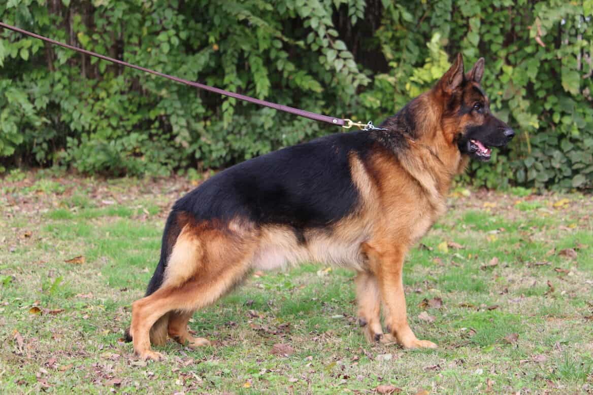 EliteProtectionDogs – High Caliber Personal Protection Dogs