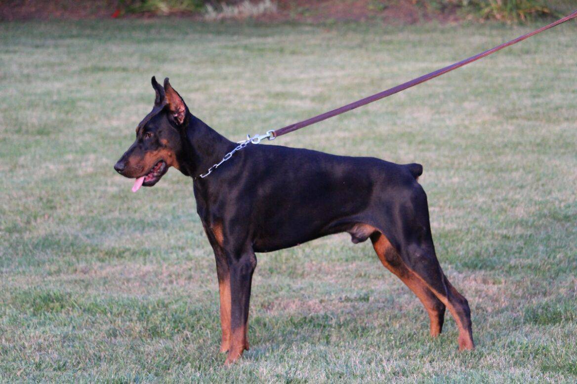 Dogs – Personal Protection Dogs For Sale – EliteProtectionDogs