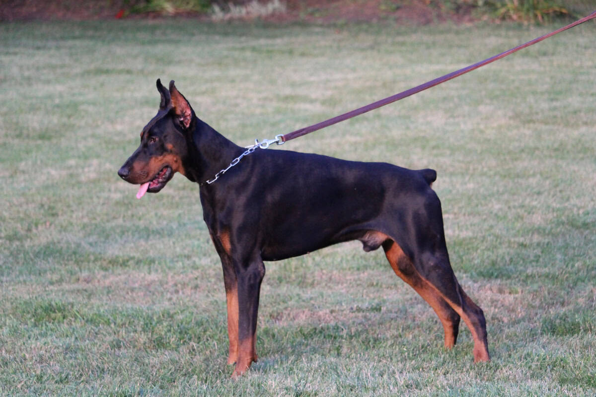 EliteProtectionDogs – High Caliber Personal Protection Dogs