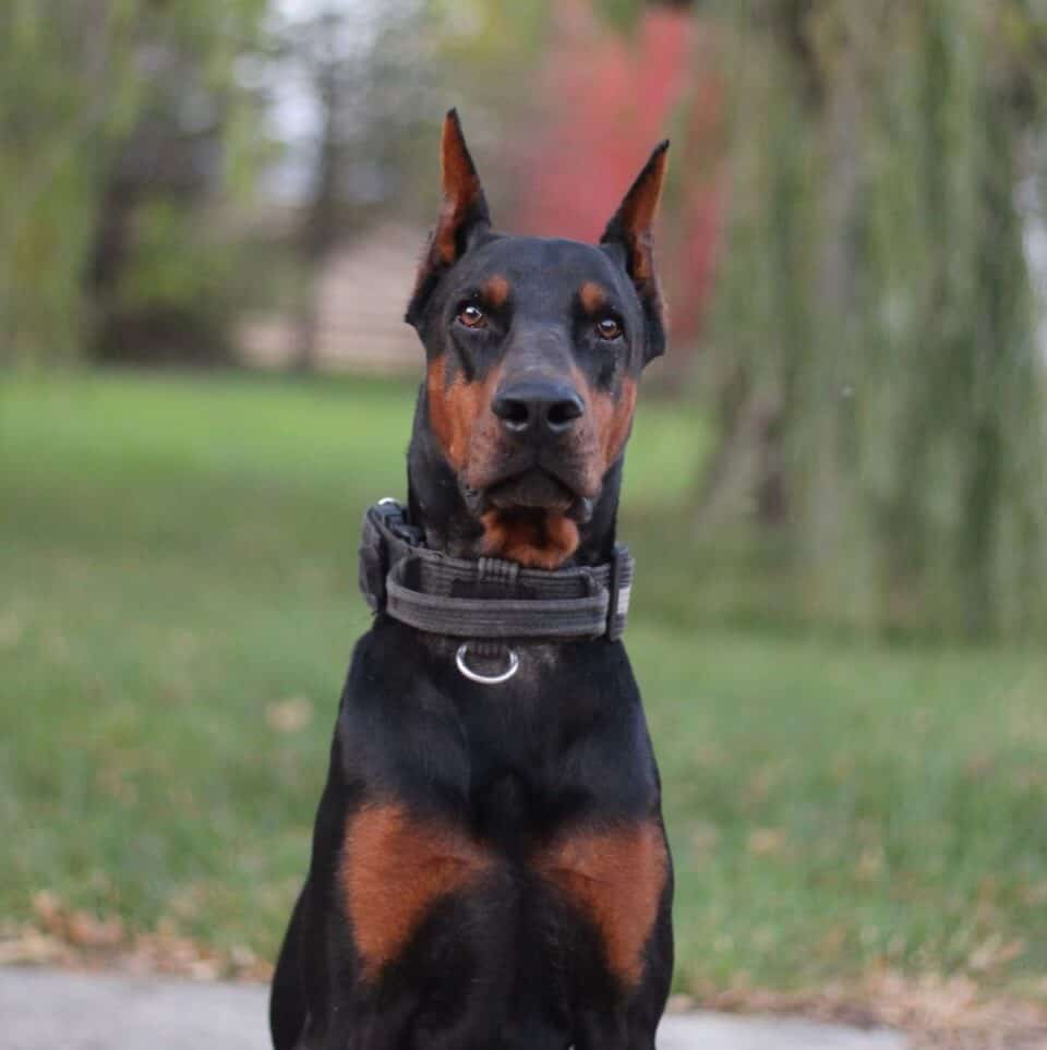 Dogs – Personal Protection Dogs For Sale – EliteProtectionDogs