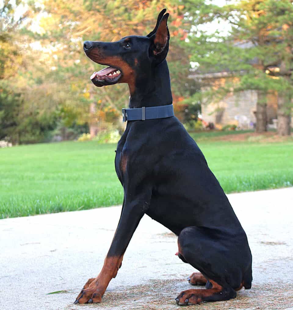 Professionally Trained Doberman For Sale