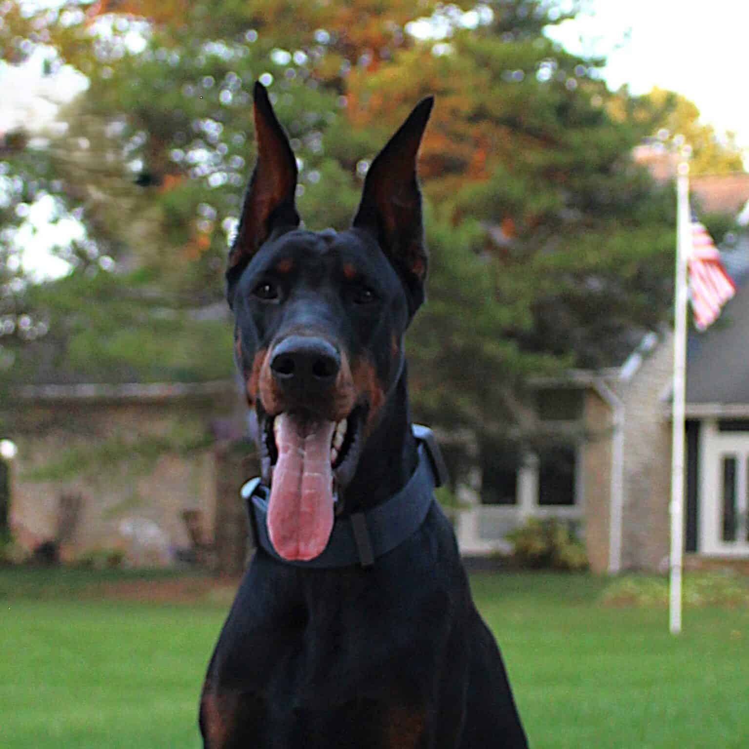 Elite Protection Dogs – Trusted Personal & Family Guardians
