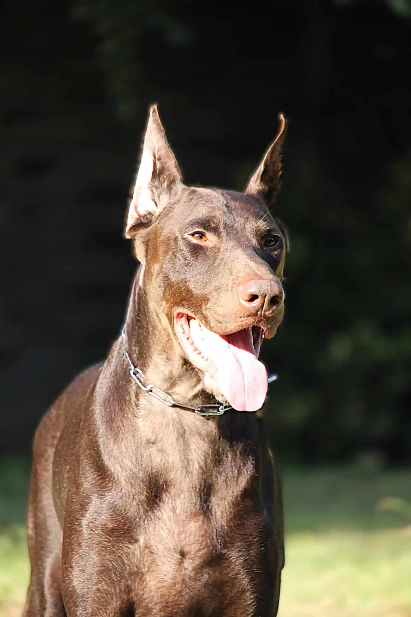 Executive Family and Personal Protection Dog European Doberman Male ...
