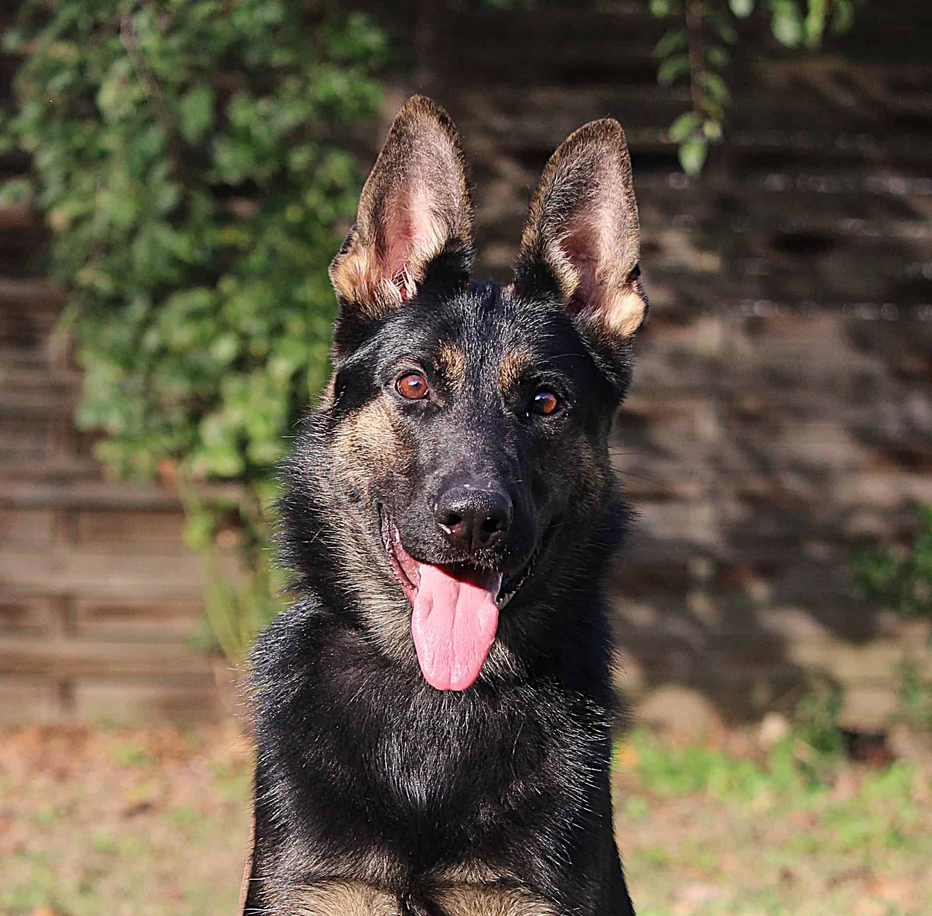 Dogs – Personal Protection Dogs For Sale – EliteProtectionDogs