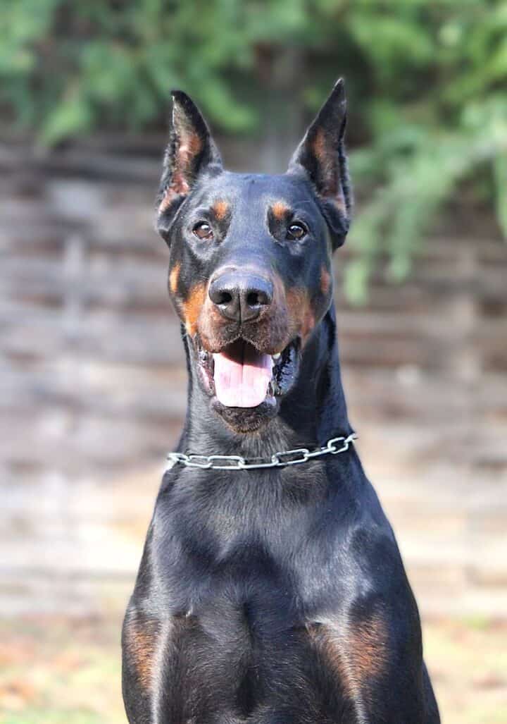 Executive Family and Personal Protection Dog European Doberman Male ...