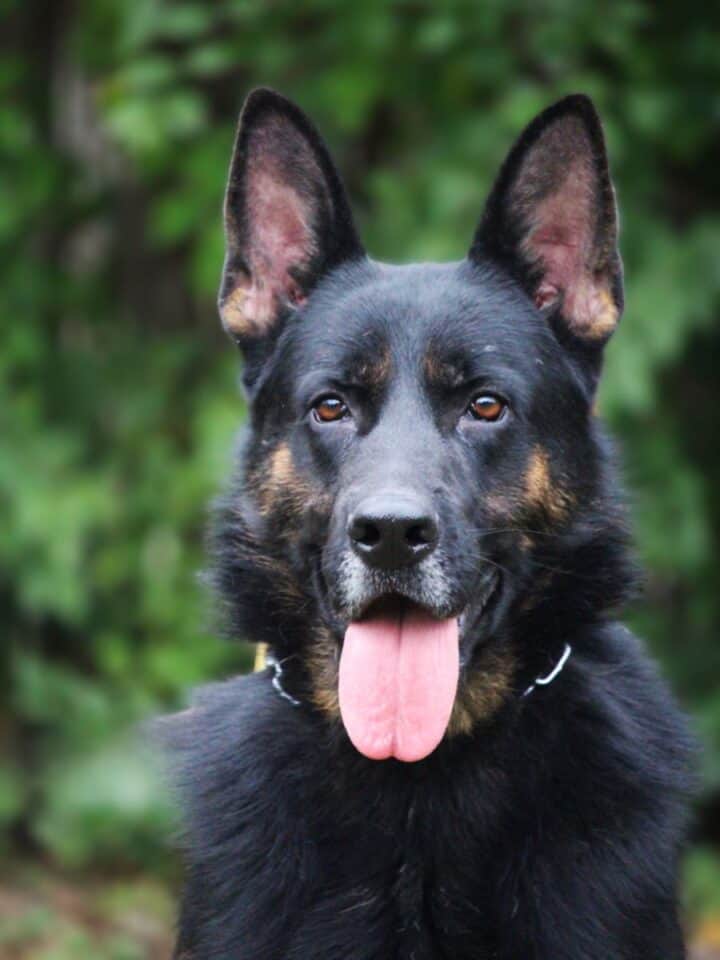 Dogs – Personal Protection Dogs For Sale – Elite Protection Dogs