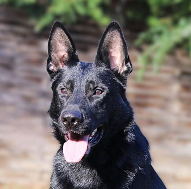 Dogs – Personal Protection Dogs For Sale – Elite Protection Dogs