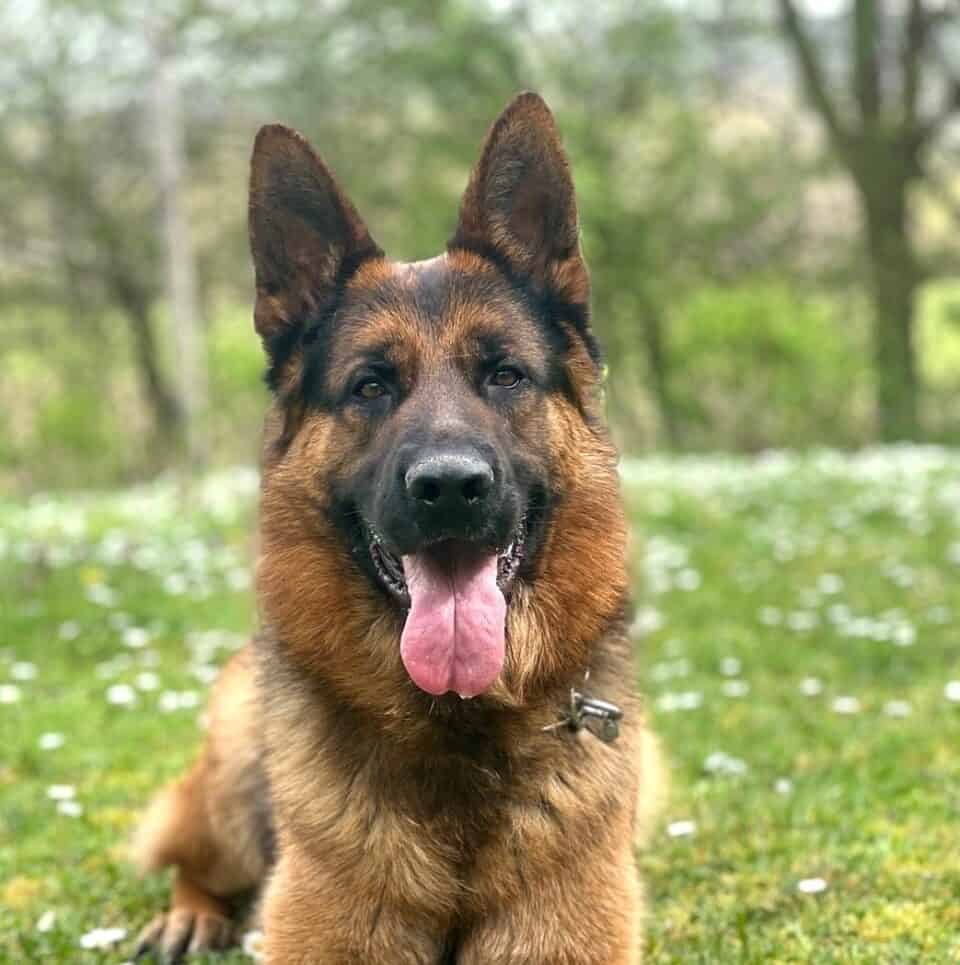 Dogs – Personal Protection Dogs For Sale – Elite Protection Dogs