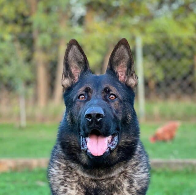 Trained German Shepherd for Sale | Elite Protection Dog