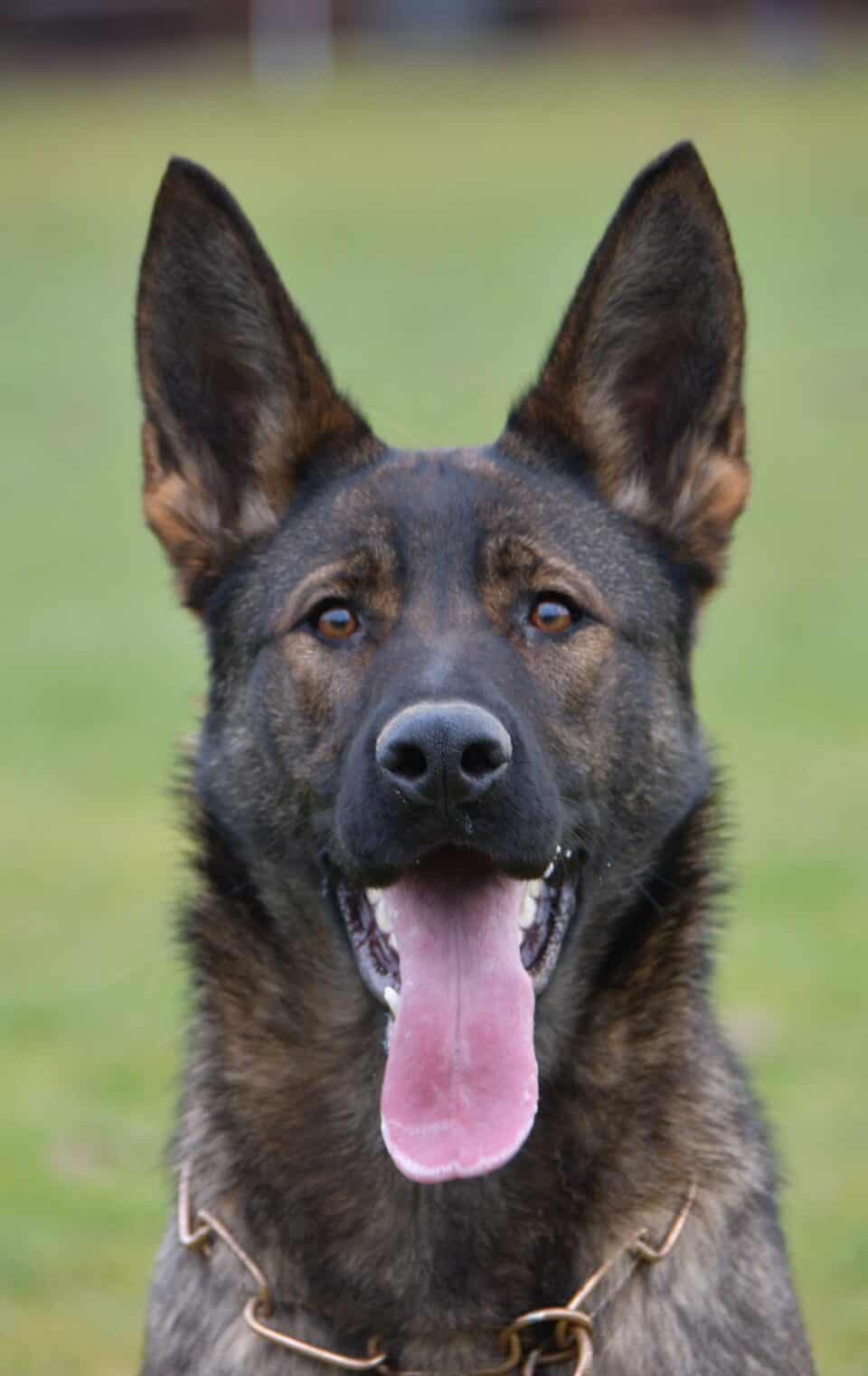 Dogs – Personal Protection Dogs For Sale – Elite Protection Dogs