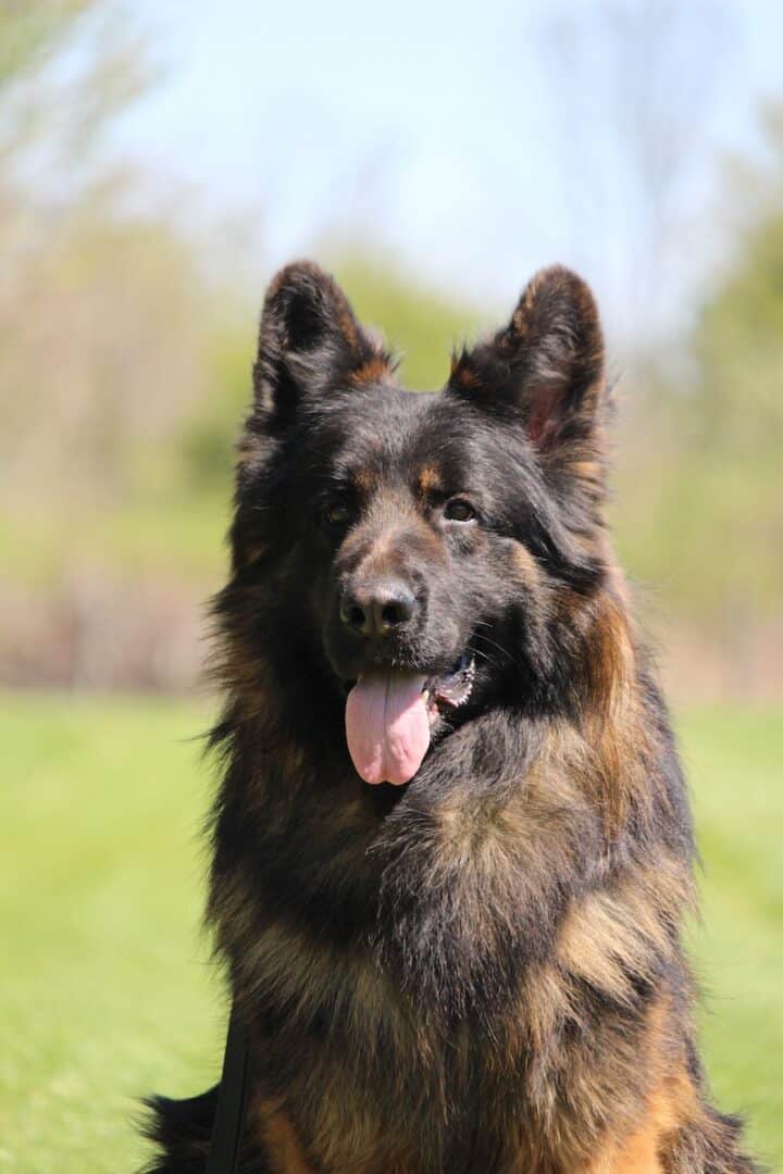 10 Best Guard Dogs for Protection & Family