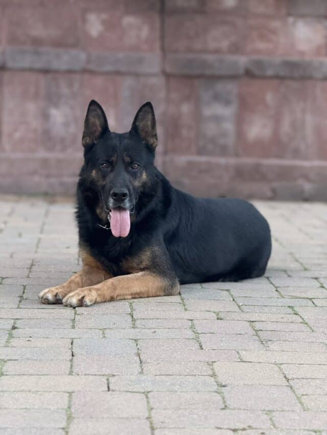 Family and Personal Protection Dogs for sale