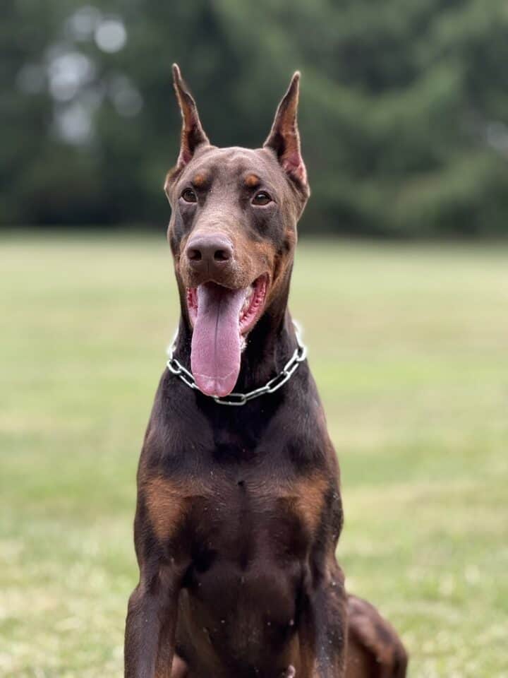 10 Best Guard Dogs for Protection & Family