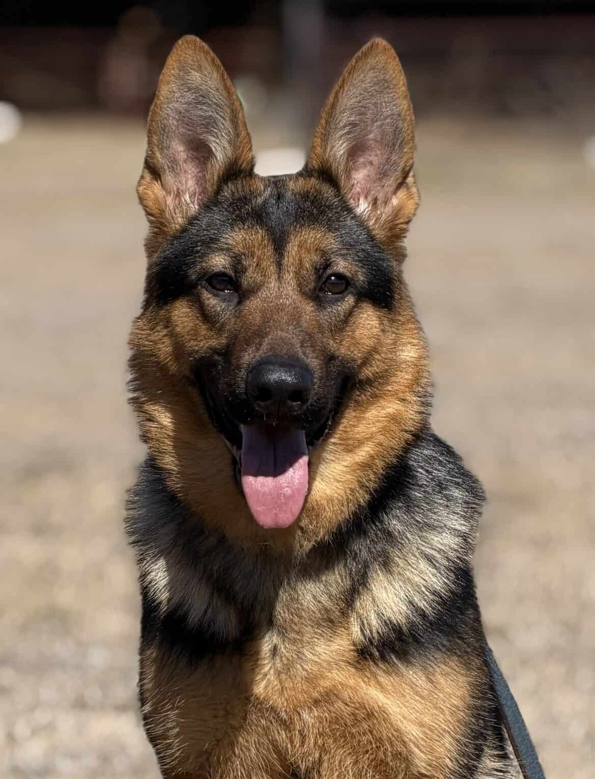 Trained German Shepherd for Sale | Elite Protection Dog