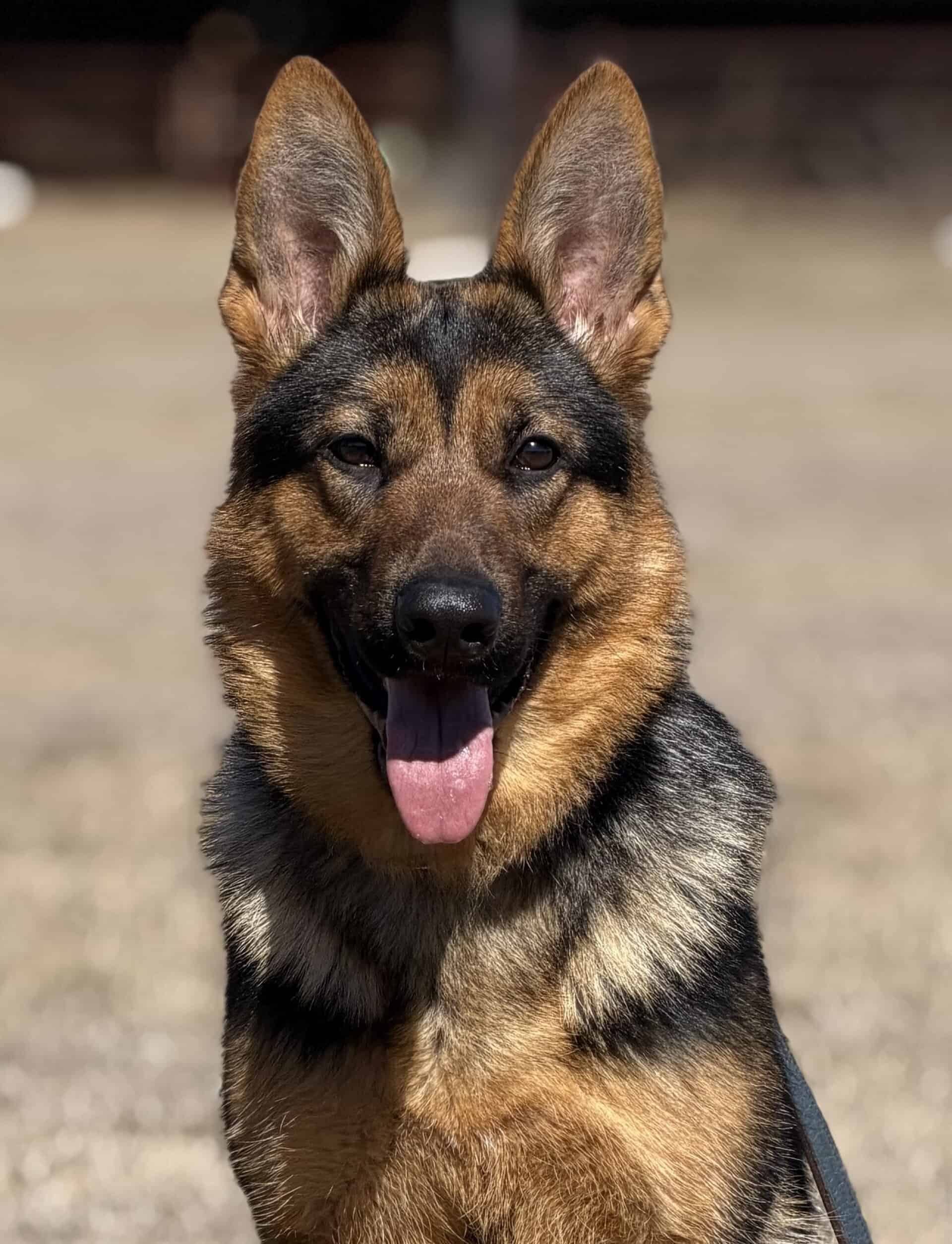 Trained German Shepherd for Sale | Elite Protection Dog
