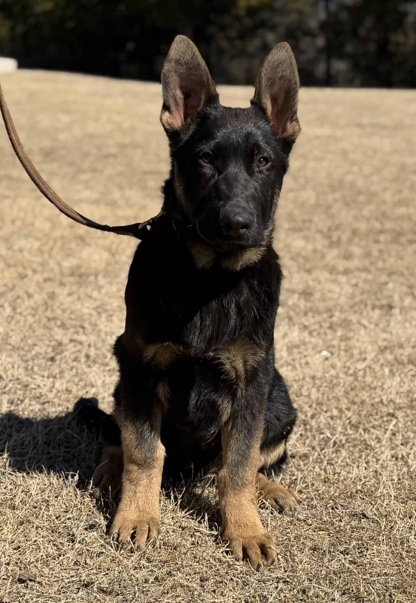 Elite Family And Personal Protection Dog- ARES – Elite Protection Dogs