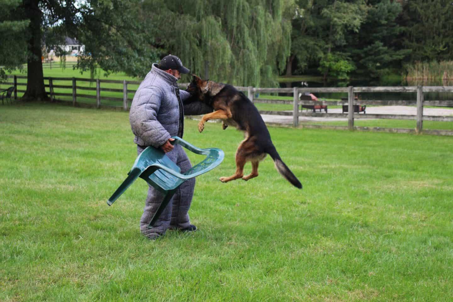Elite Protection Dogs – Trusted Personal & Family Guardians