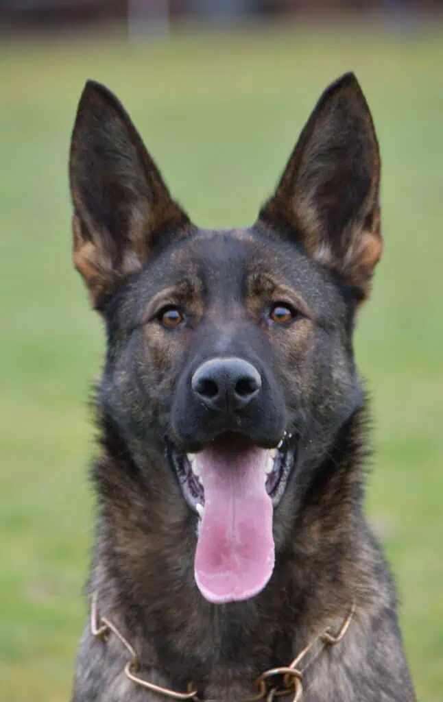 10 Best Guard Dogs for Protection & Family